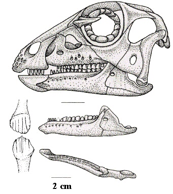 DinoWight - Hypsilophodon, an Isle of Wight Hypsilophodontid
